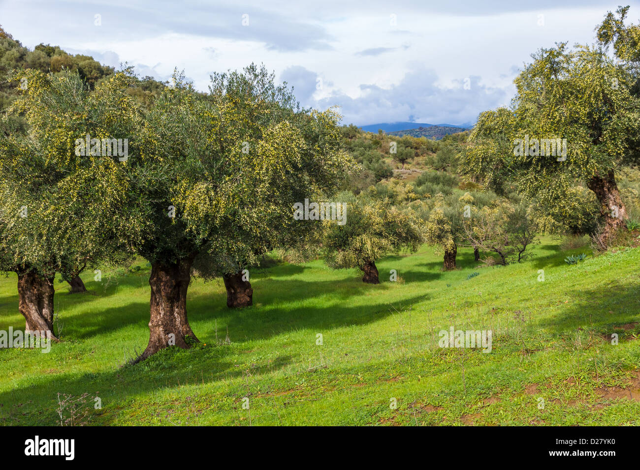 Olive oil trees full with olives in Greece in winter Stock Photo - Alamy