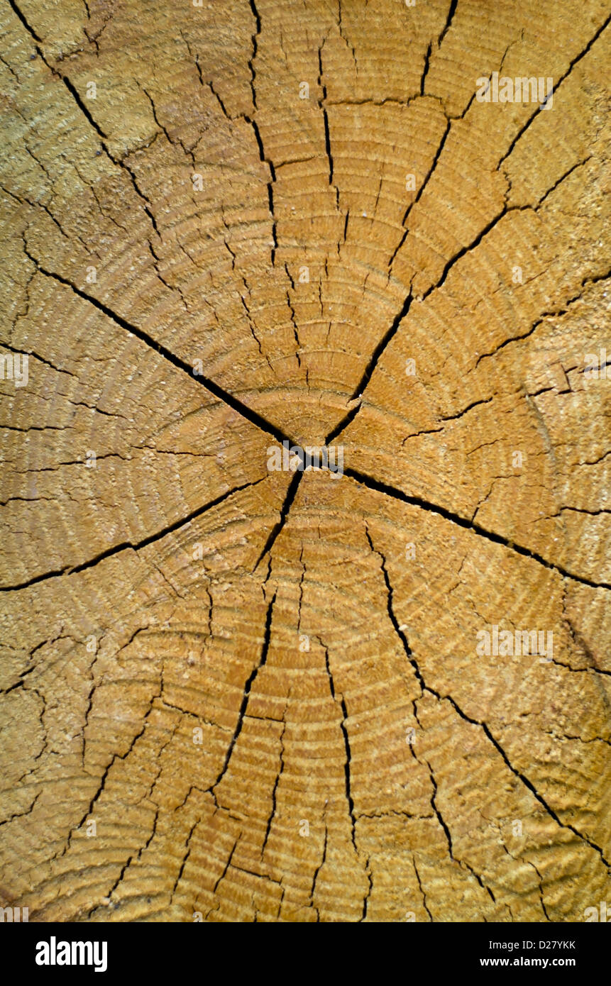 Old pine tree cut texture Stock Photo - Alamy