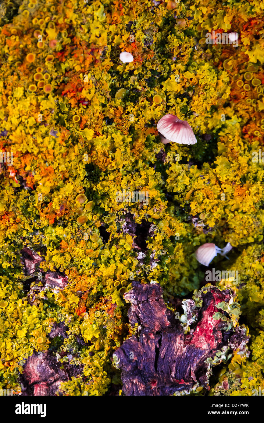 Colorful lichens on tree trunk (Xanthoparmelia scabrosa Stock Photo - Alamy
