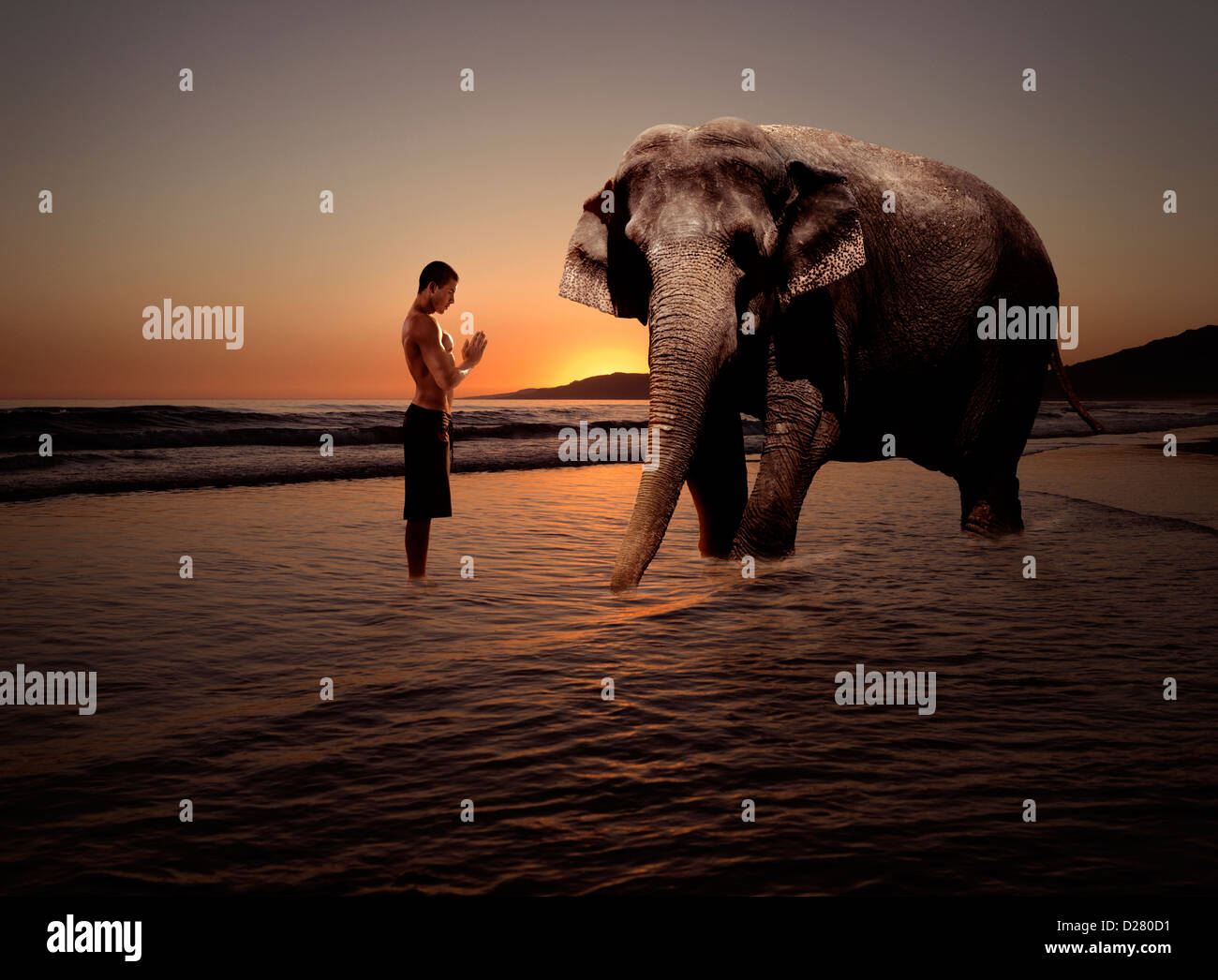 Sea elephant hi-res stock photography and images - Alamy