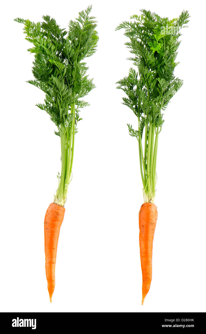 Two fresh carrots isolated on white background Stock Photo - Alamy