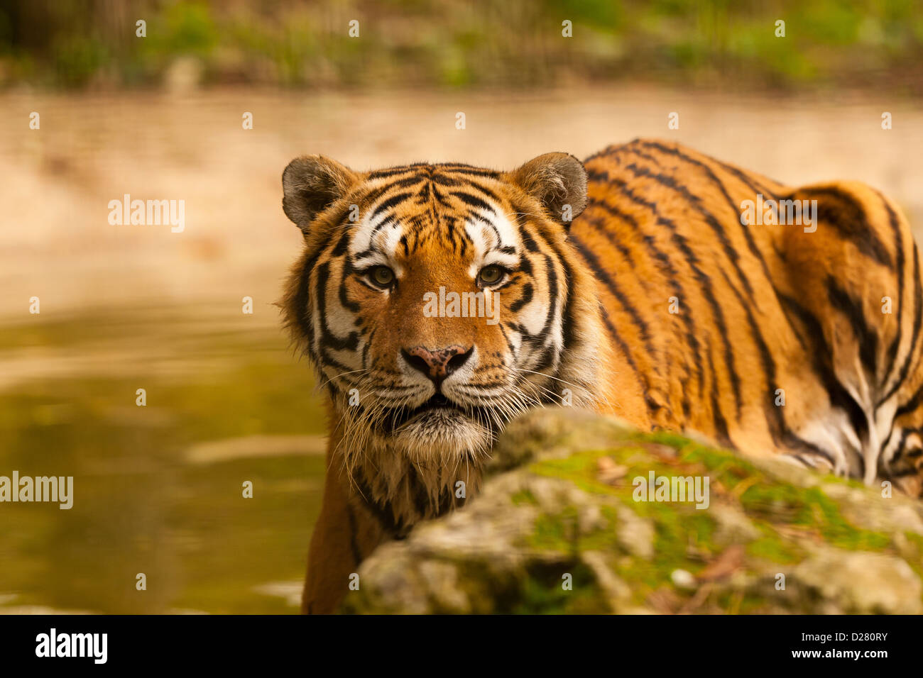Siberian/Amur Tiger (Panthera Tigris Altaica) In Water Stock Photo - Alamy