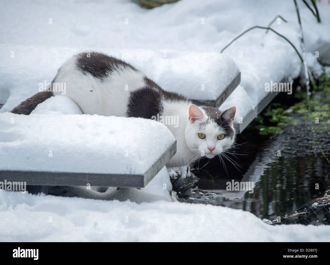 cat in winter garden with snow Stock Photo - Alamy
