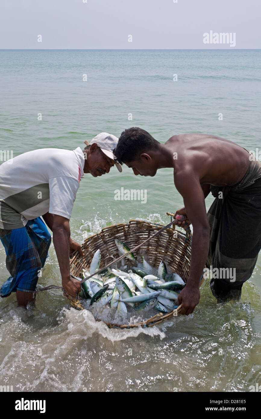 Fishermen cleaning fish in the sea. Uppeveli beach. Trincomale. Sri ...
