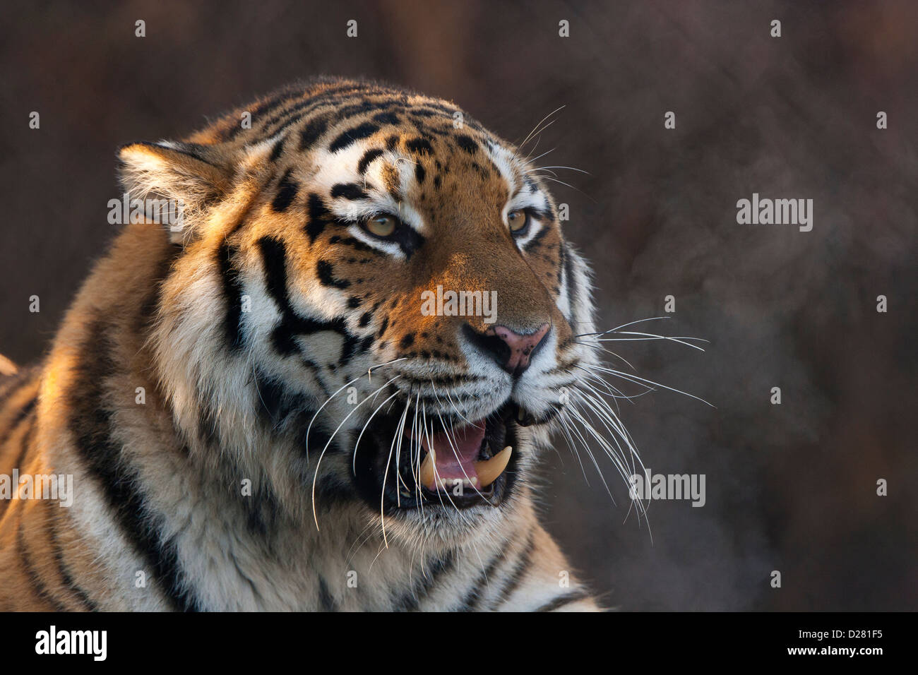 Siberian/Amur Tiger (Panthera Tigris Altaica) Sitting Down And Yawning ...