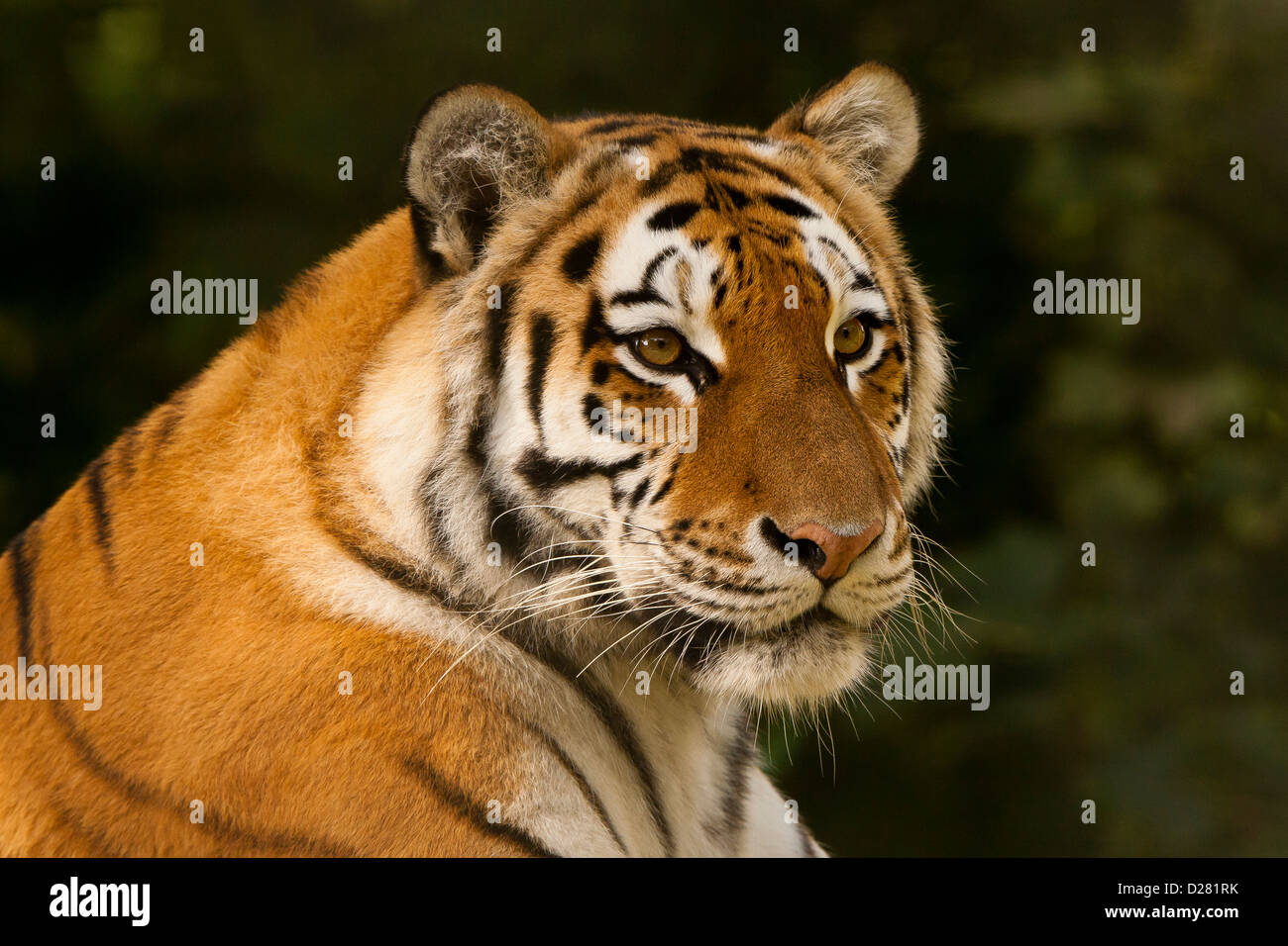 Siberian/Amur Tiger (Panthera Tigris Altaica) Sitting Down Resting ...