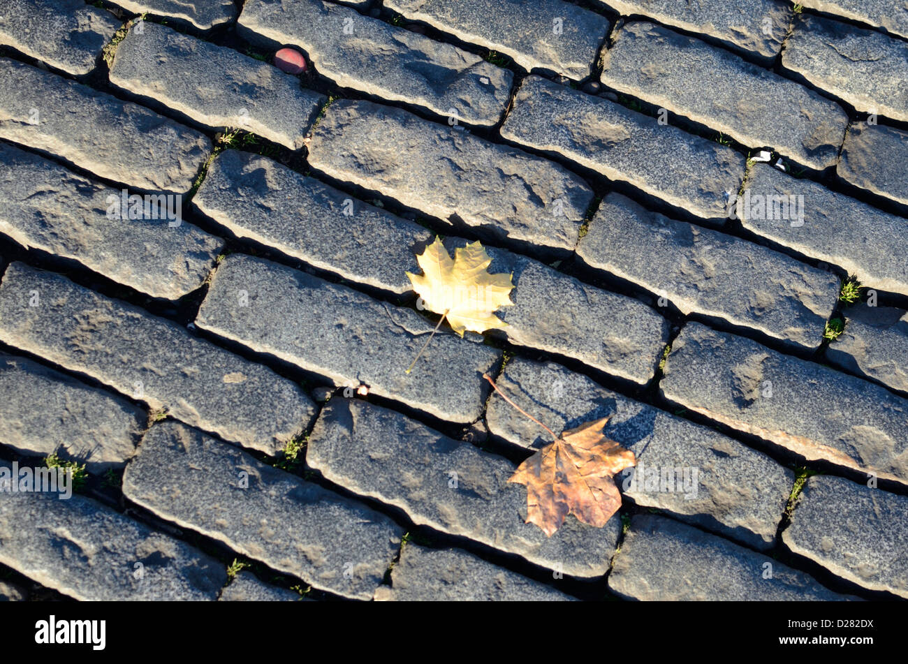 Leaves on cobblestone pavement Stock Photo - Alamy