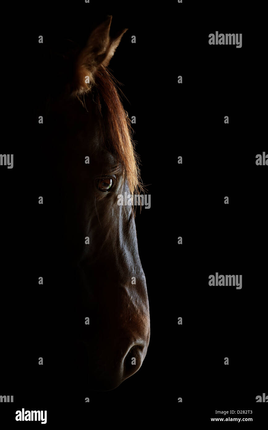 A dramatic portrait of a horse set against black Stock Photo - Alamy