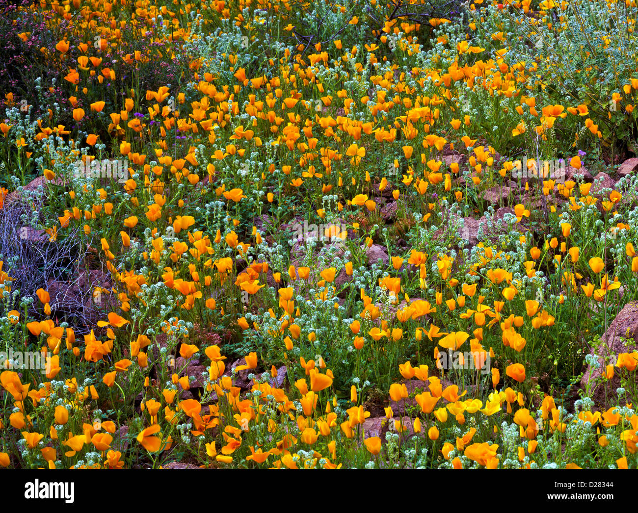 Mexican Gold Poppies, Sonoran Desert, Arizona. USA Stock Photo - Alamy