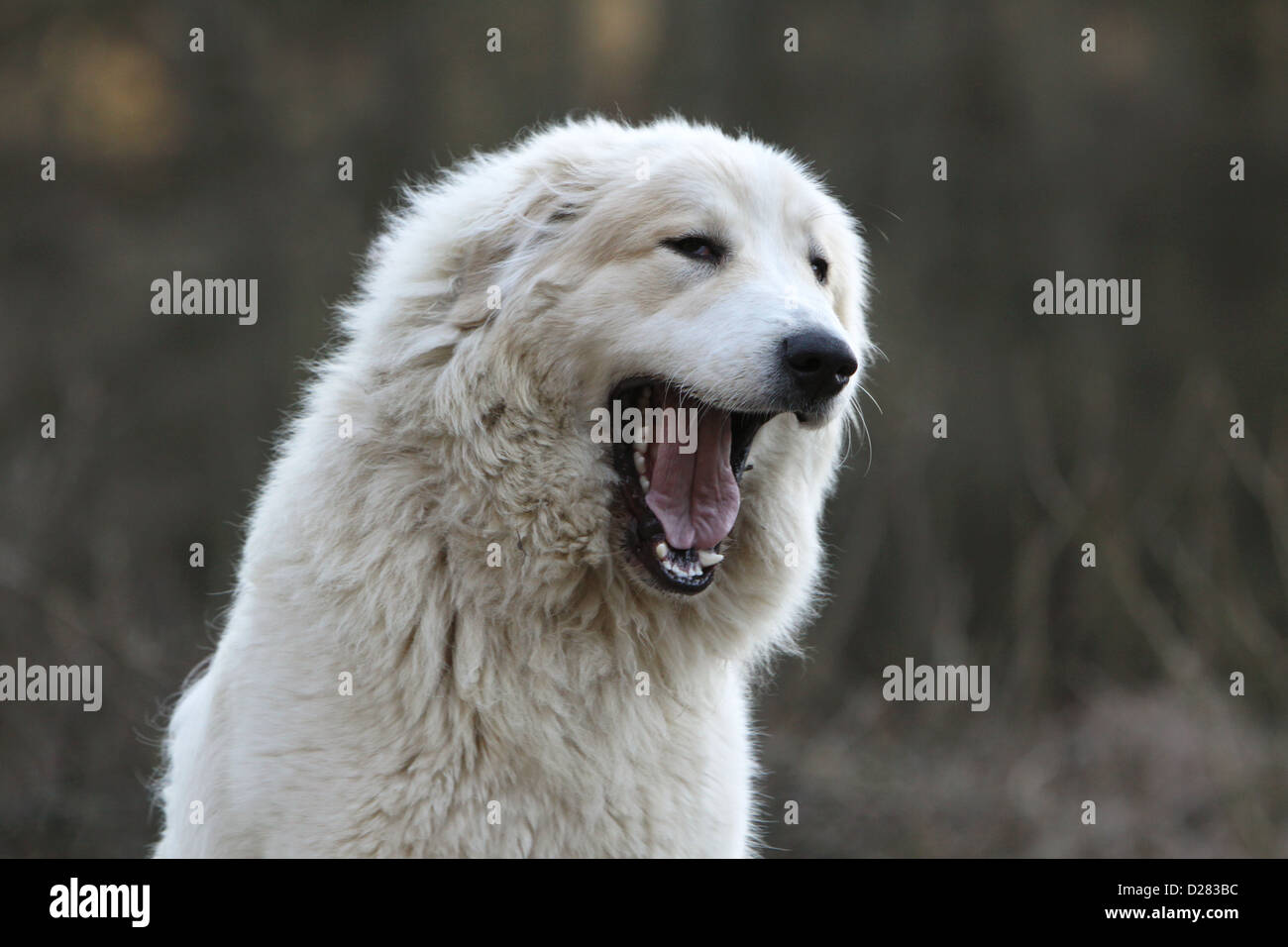 Pyrenean Mountain dog yawning Stock Photo - Alamy