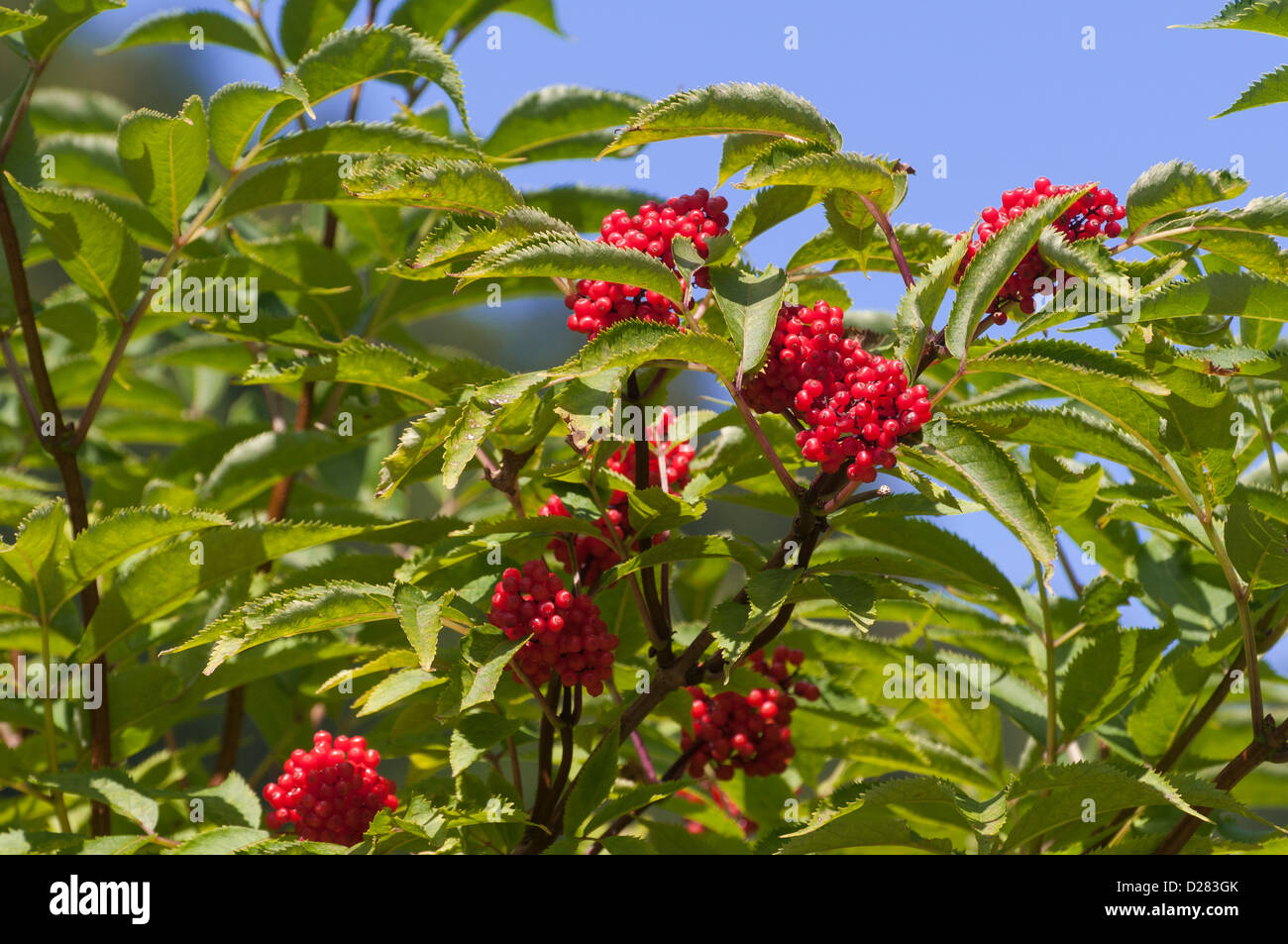 Sambucus racemosa Red Elderberry Stock Photo - Alamy