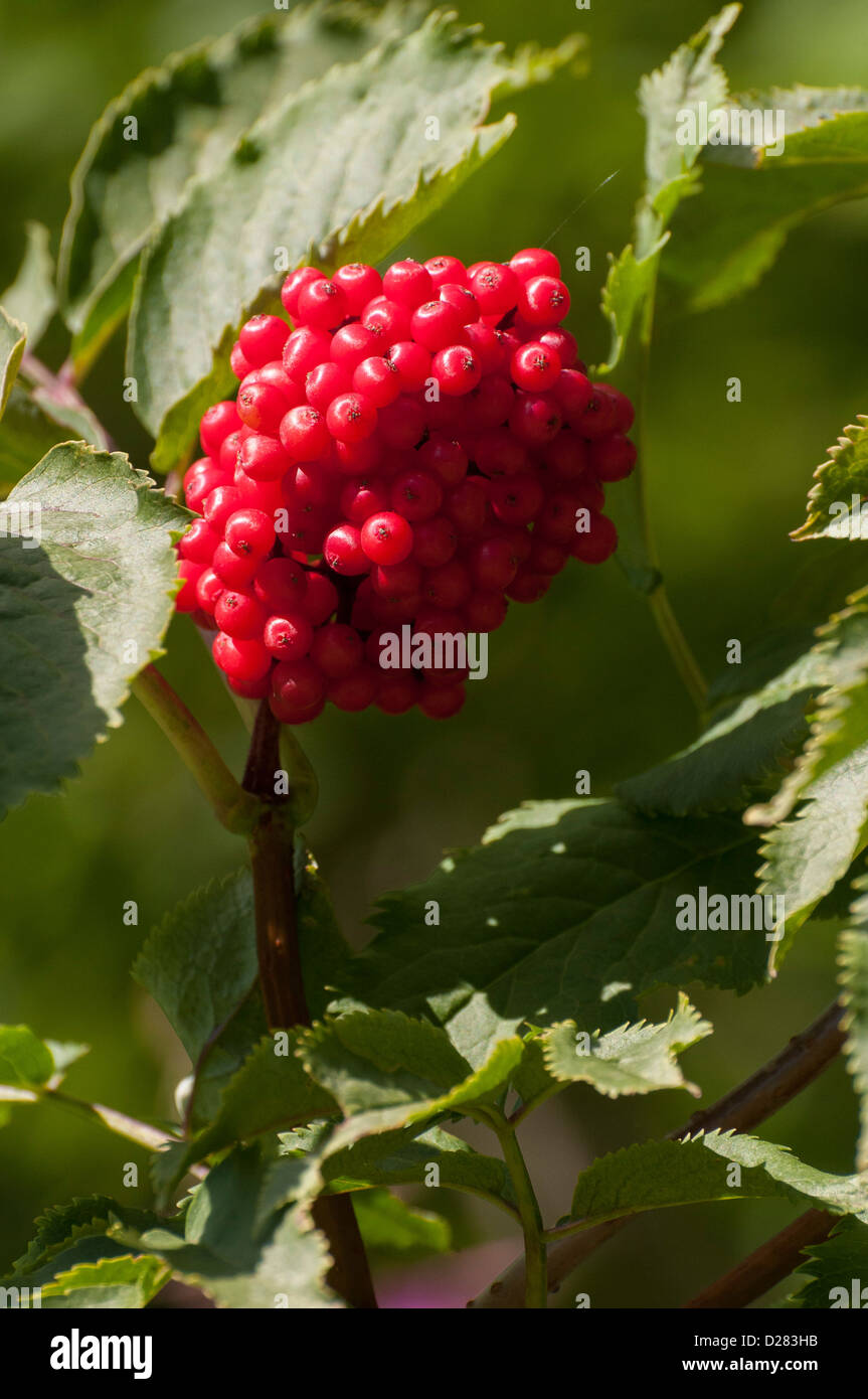Sambucus racemosa Red Elderberry Stock Photo - Alamy