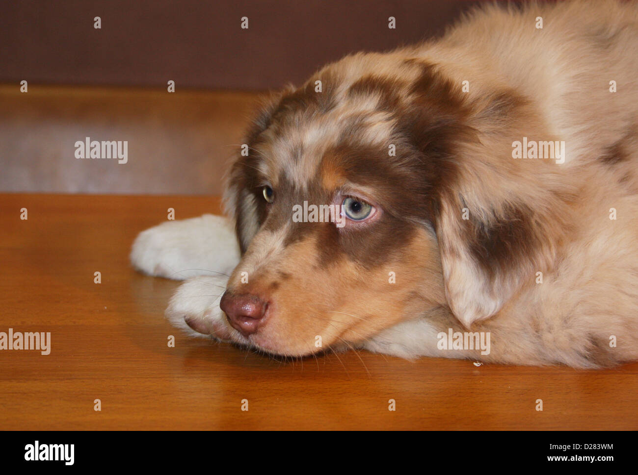 Tired dogs hi-res stock photography and images - Alamy