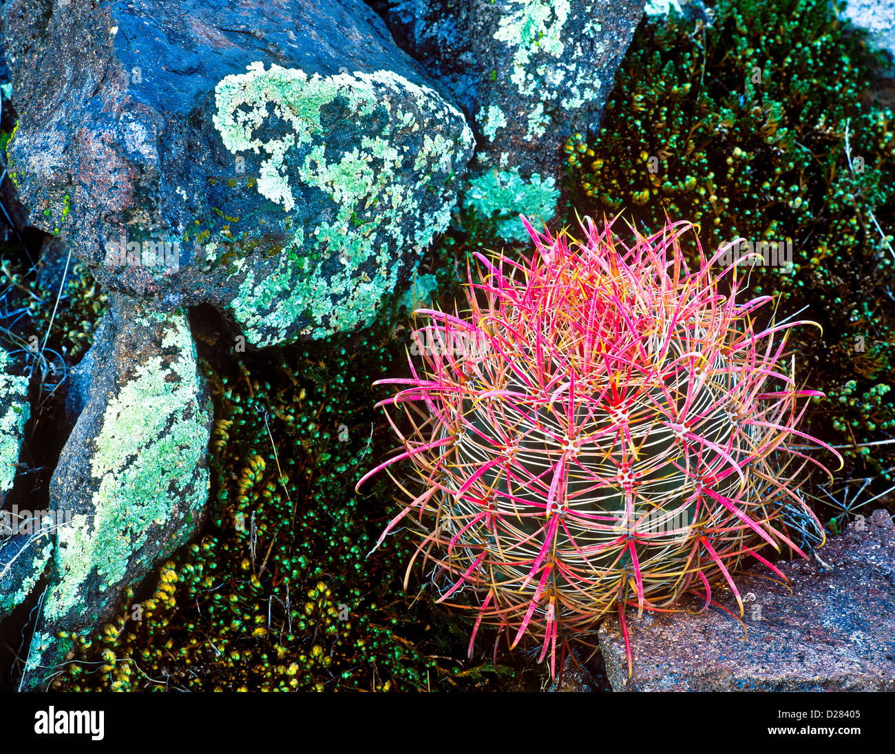 Two genera hi-res stock photography and images - Alamy