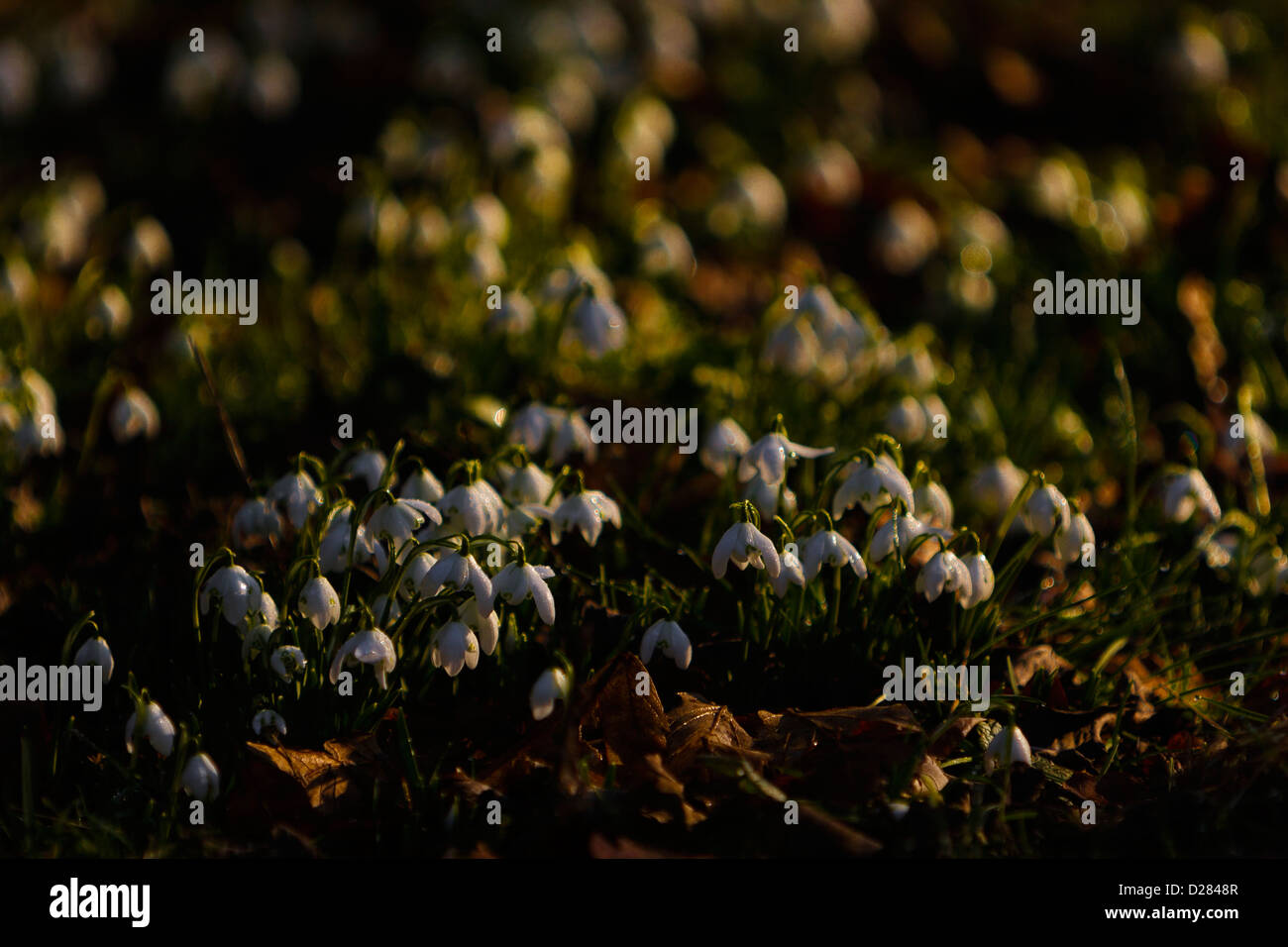 snowdrops with autumn leaves in shady woodland with background ...