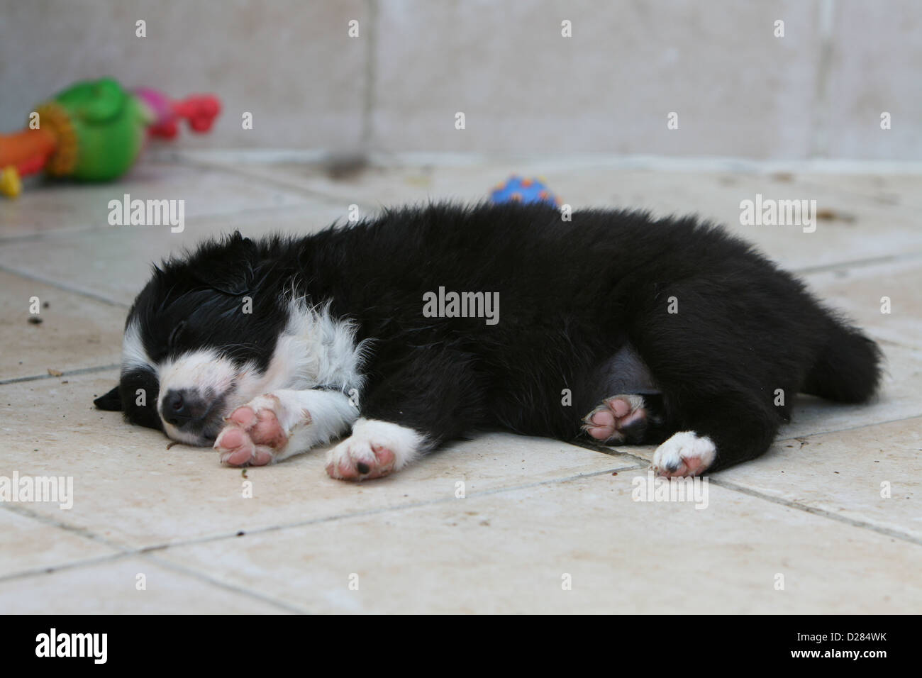 Dog Border Collie puppy sleeping on the ground Stock Photo - Alamy