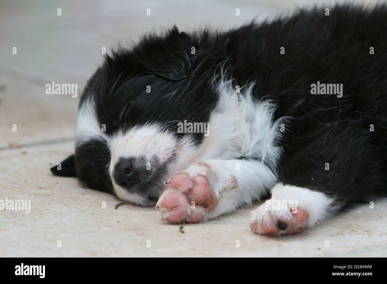 Dog Border Collie puppy sleeping on the ground Stock Photo - Alamy