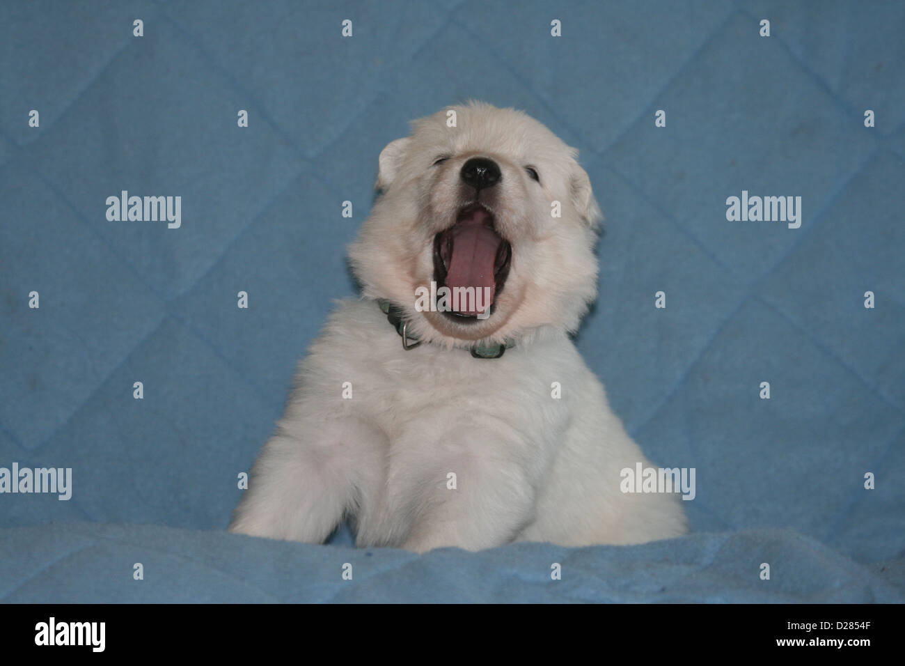 Yawning baby animals on white hi-res stock photography and images - Alamy