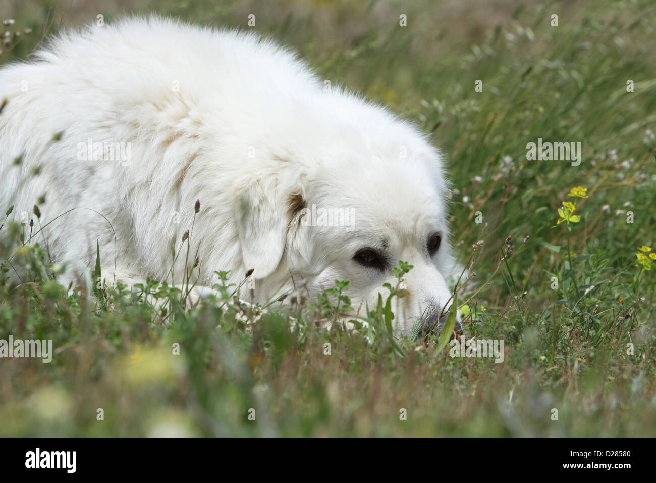 Polish Tatra Sheepdog / Tatra Mountain Sheepdog / Podhale Dog is tired ...