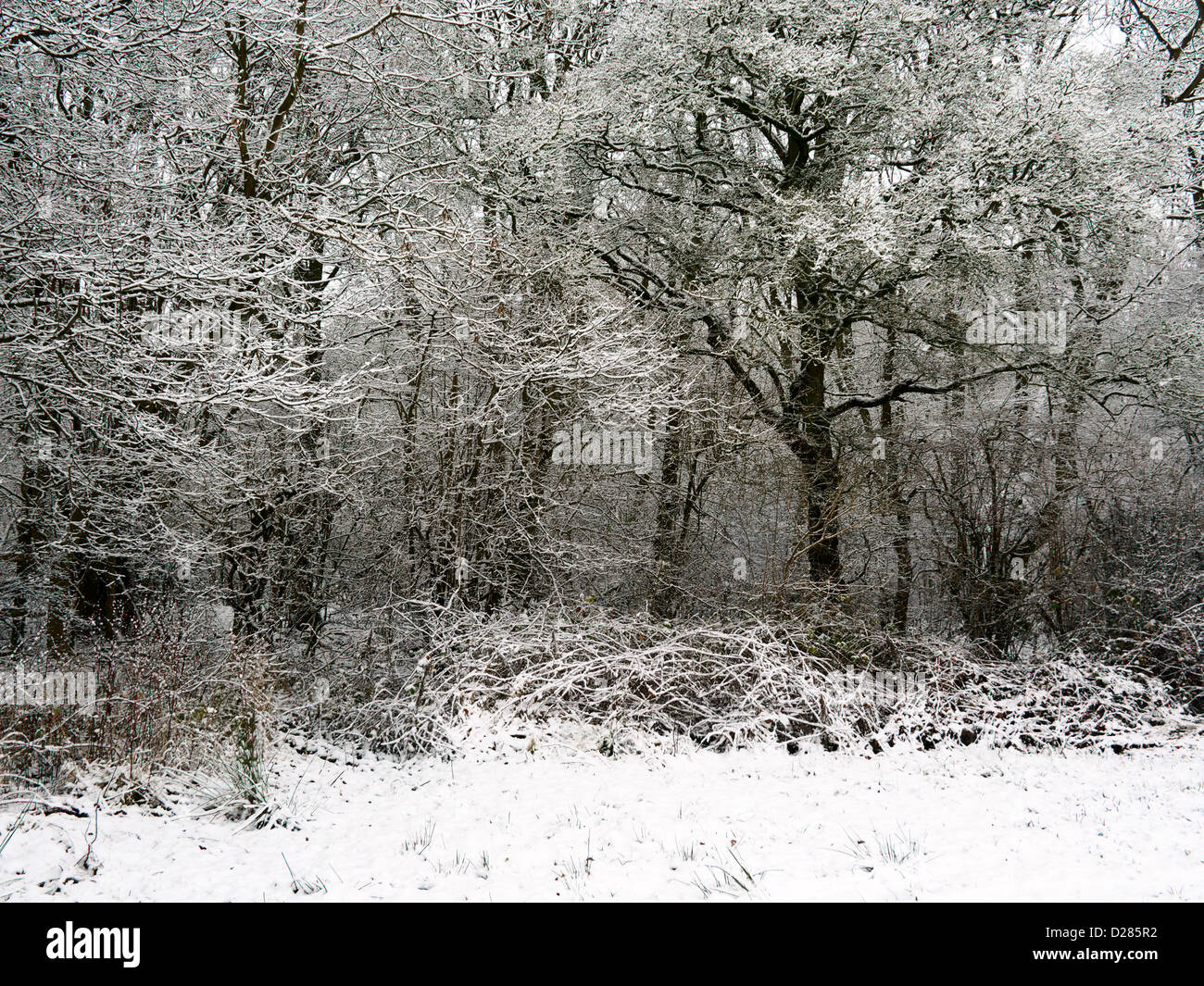 Woodland edge in snow Cambridgeshire Stock Photo - Alamy