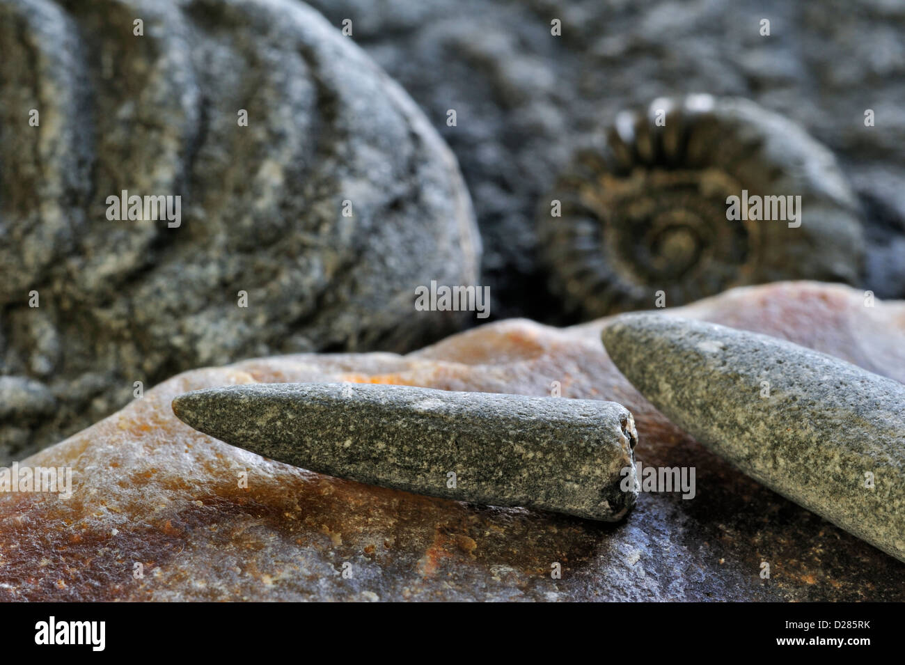 Fossils like fossil guards of belemnites and ammonites on shingle beach ...
