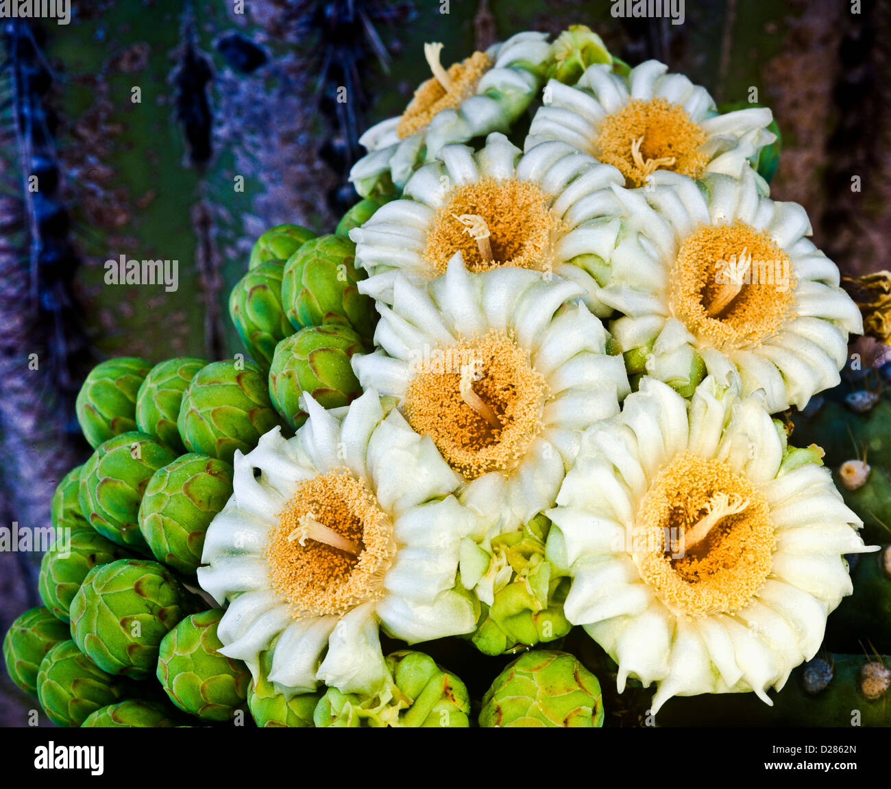 It is one of the most unique state flowers, and is characterized by ...