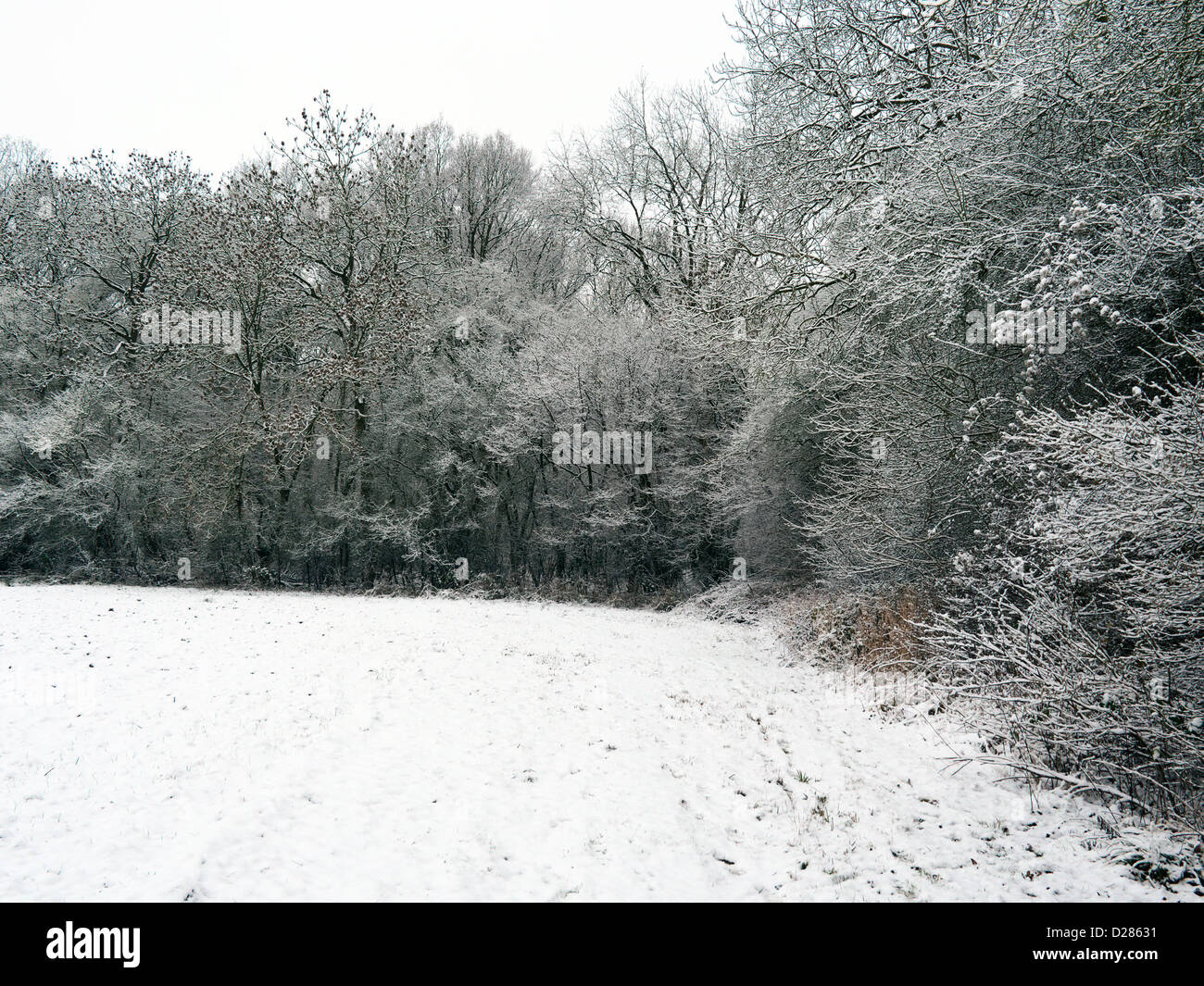 Woodland edge in snow Cambridgeshire Stock Photo - Alamy