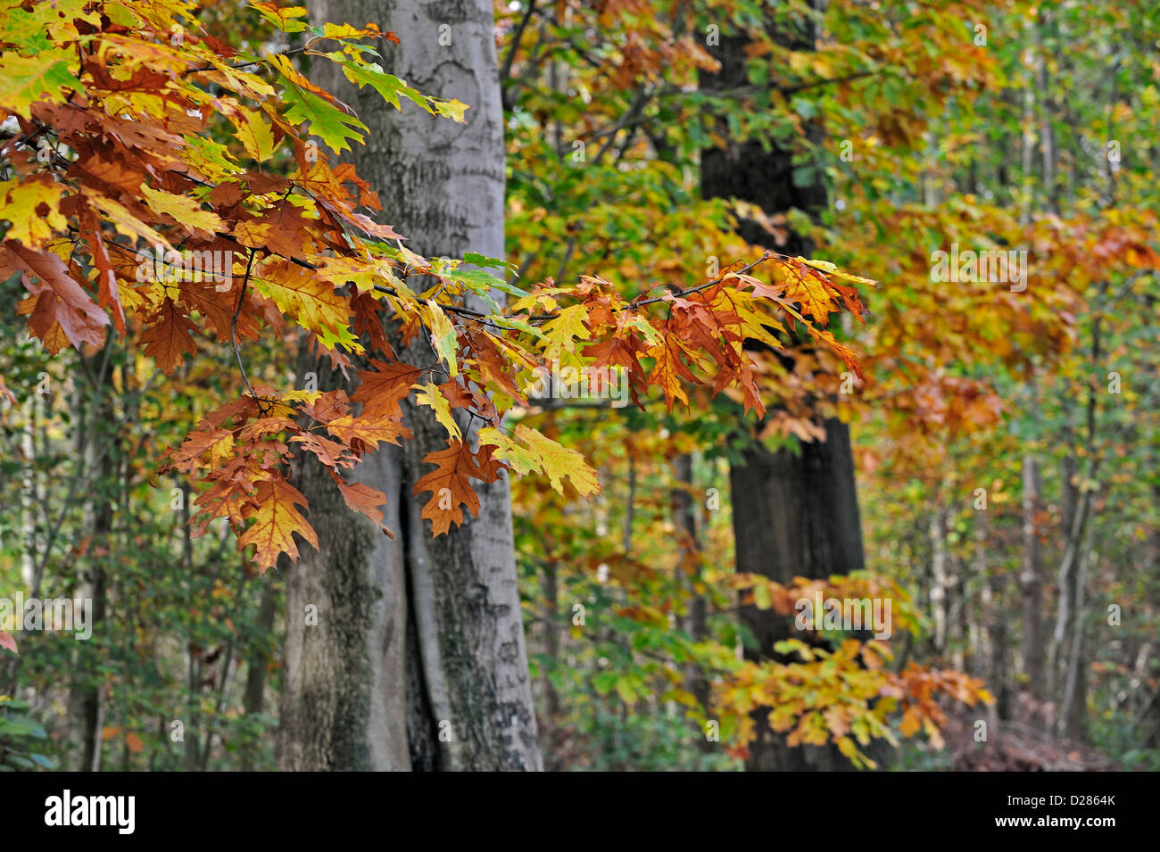 Leaves in autumn colours of northern red oak / champion oak (Quercus ...