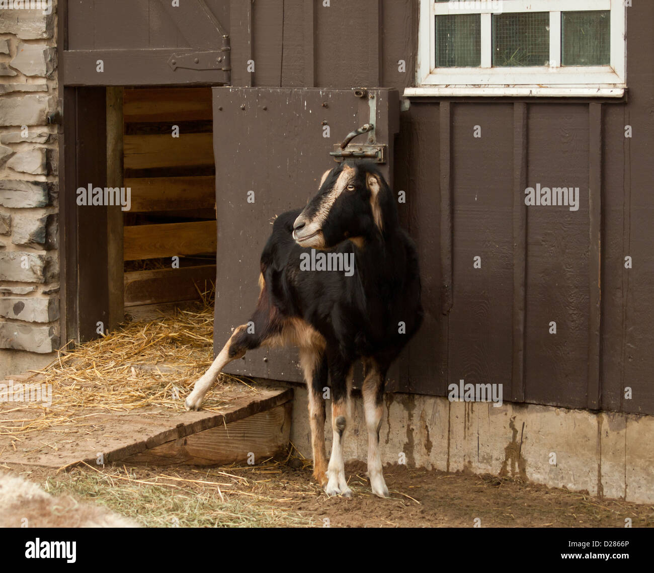 Lamancha goat hi-res stock photography and images - Alamy
