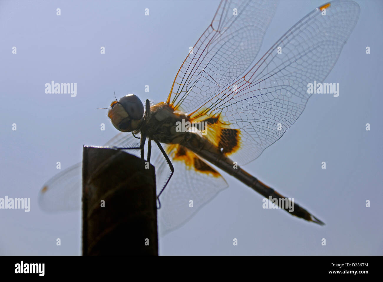 Dragonfly india hi-res stock photography and images - Alamy