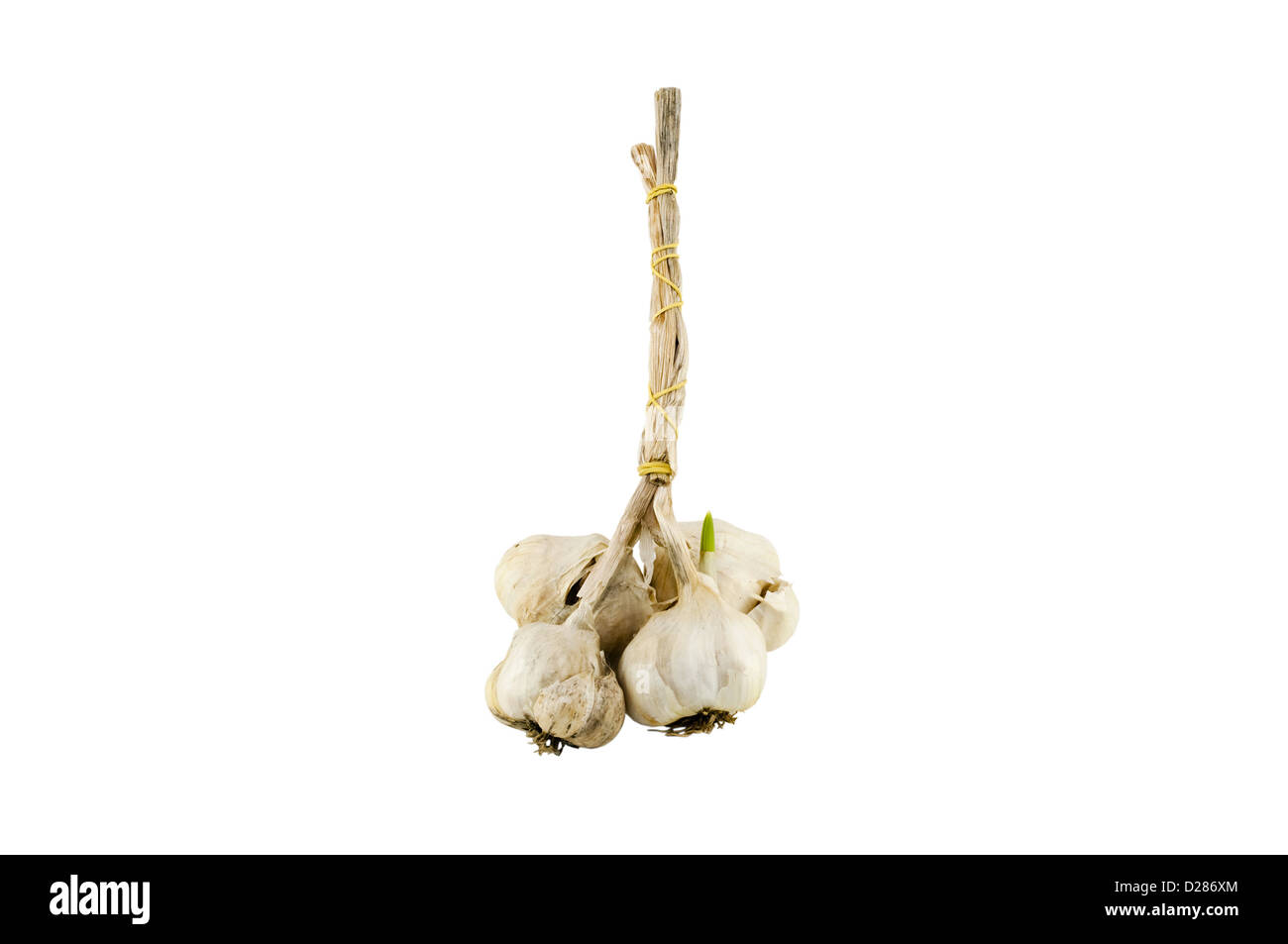 bundle of garlic on a white background Stock Photo - Alamy