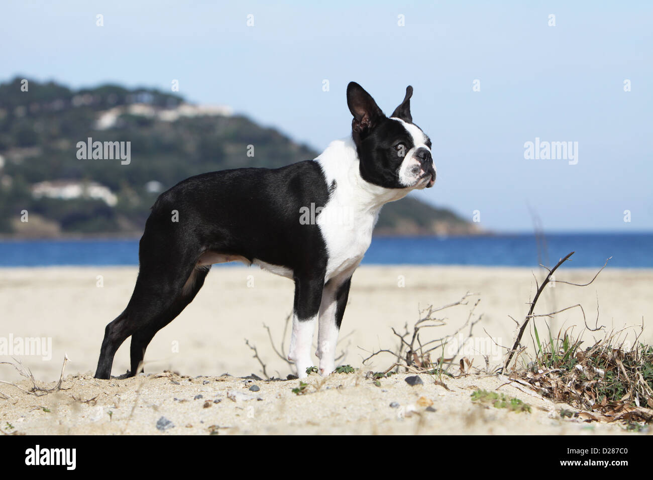 Dog Boston Terrier adult (white and black) standard profile Stock Photo ...