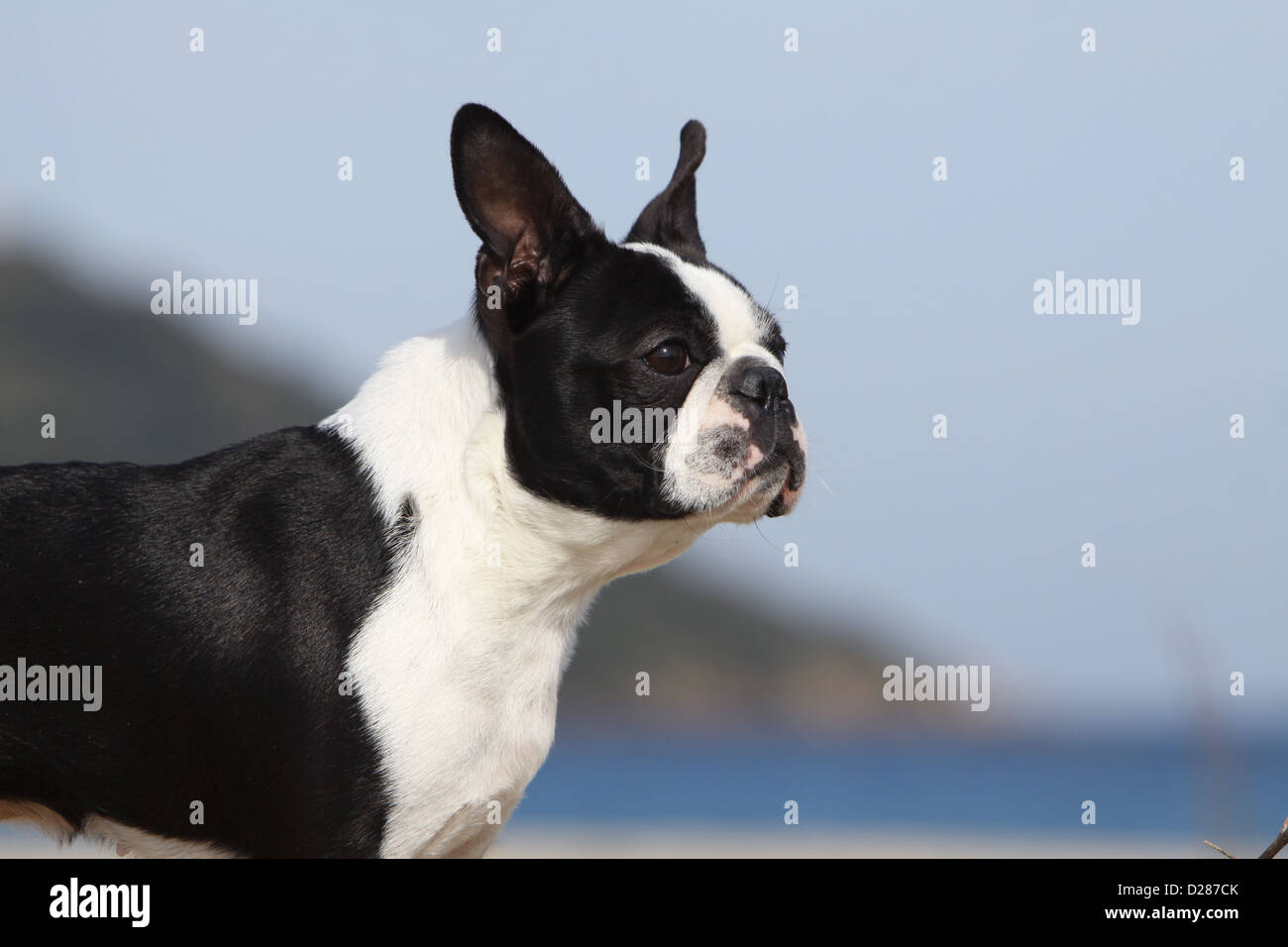 Dog Boston Terrier adult (white and black) portrait profile Stock Photo ...