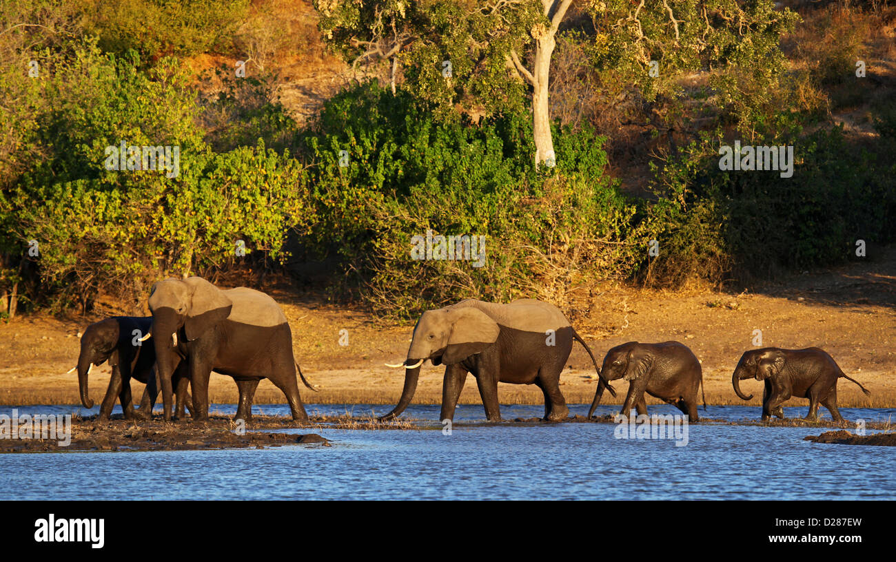 African elephants crossing chobe river hi-res stock photography and ...