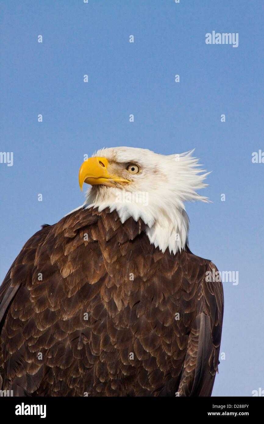 Homer eagle hi-res stock photography and images - Alamy