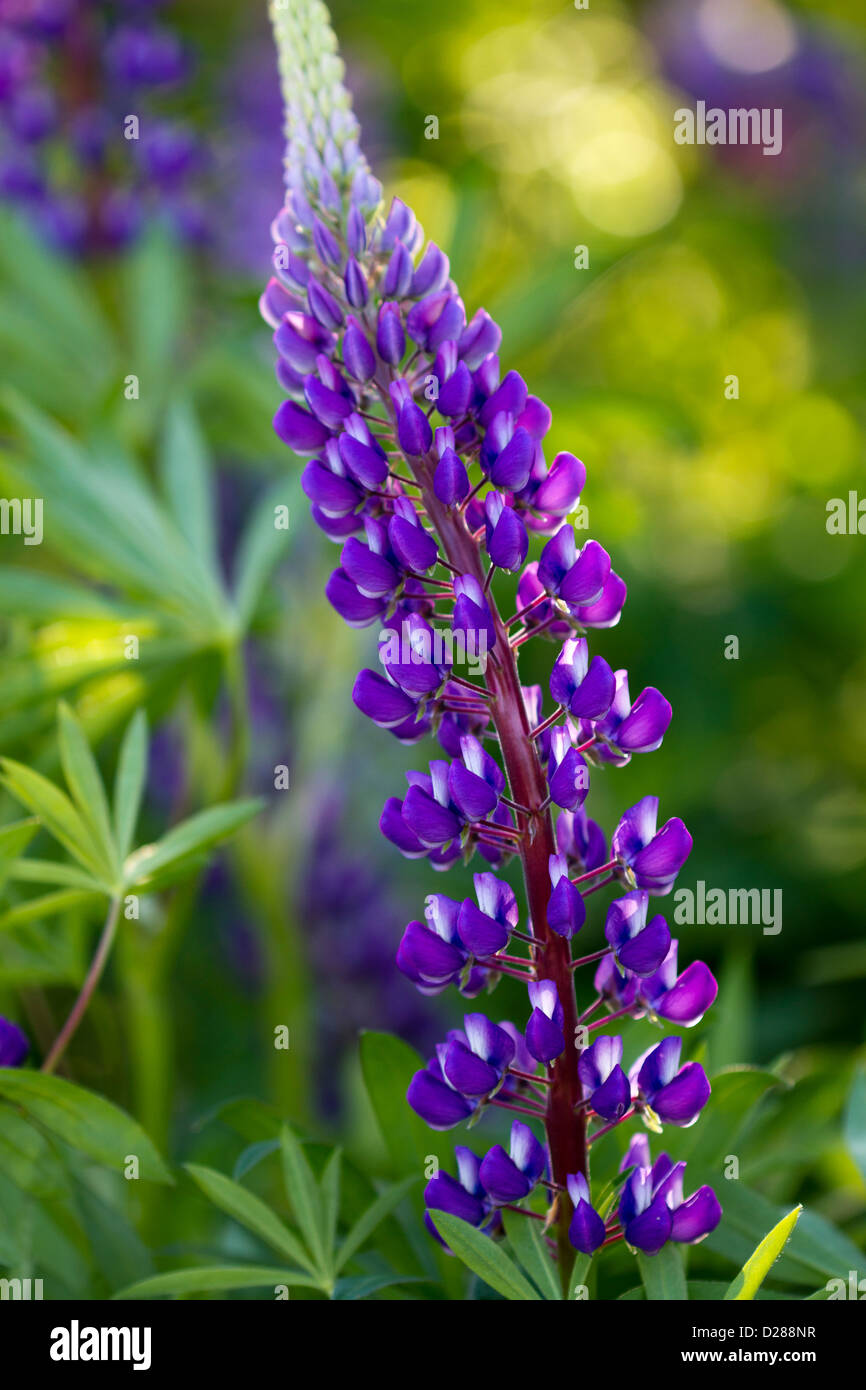 Close-Up of Lupin Stock Photo - Alamy