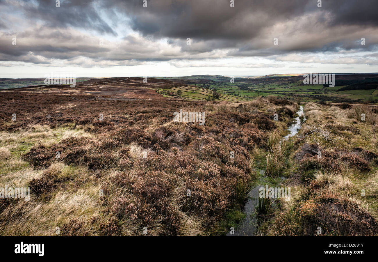 Heather in bloom among wild grasses in the North York Moors near ...