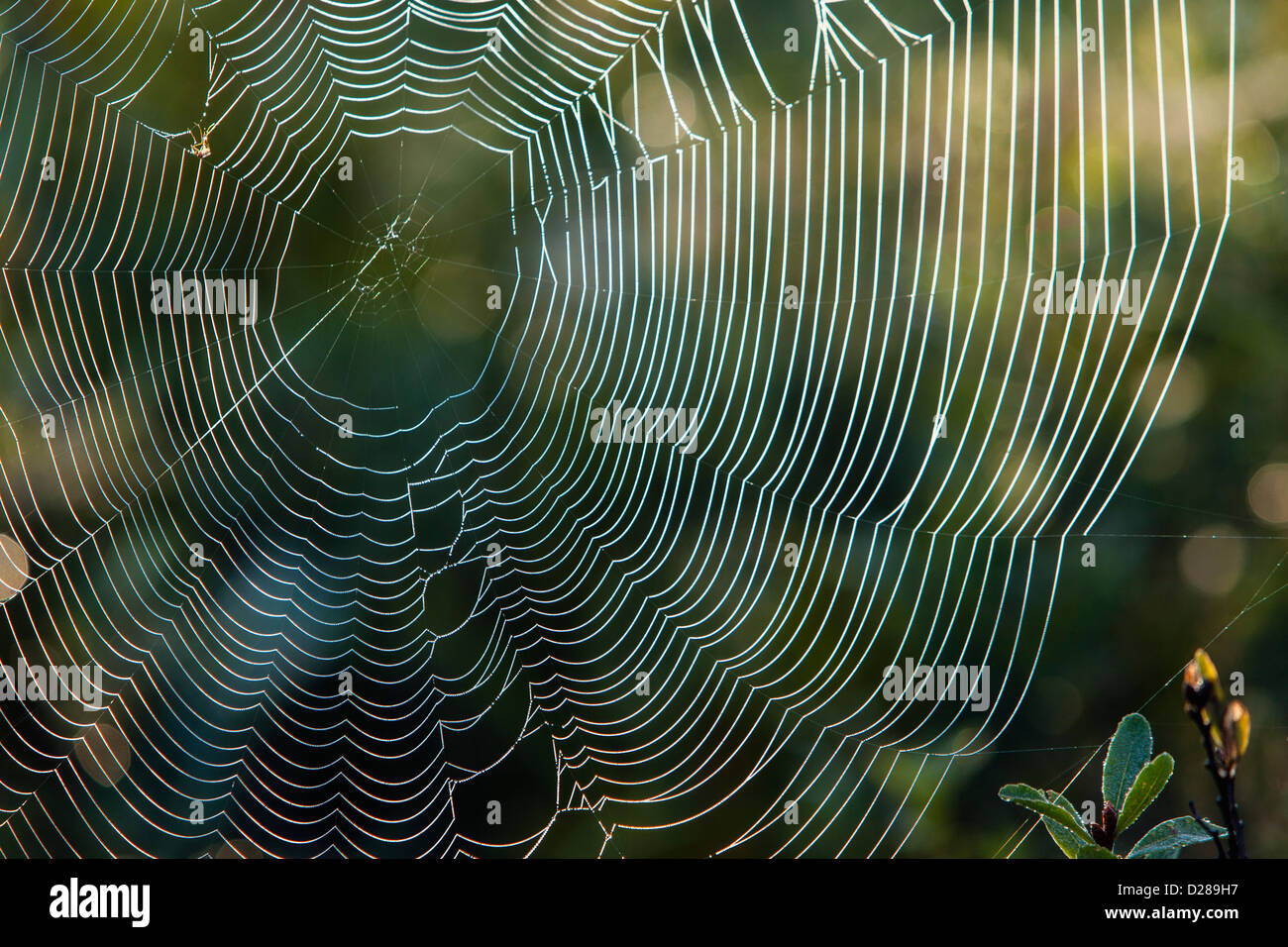 Spiders web structure hi-res stock photography and images - Alamy