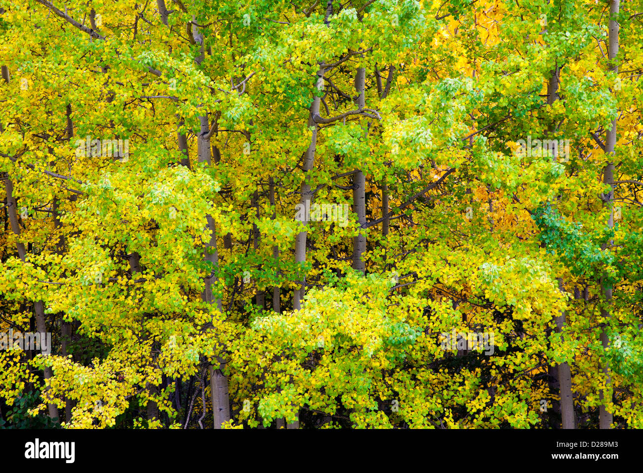 North America. USA. Alaska. Aspen Trees starting to change to Autumn ...
