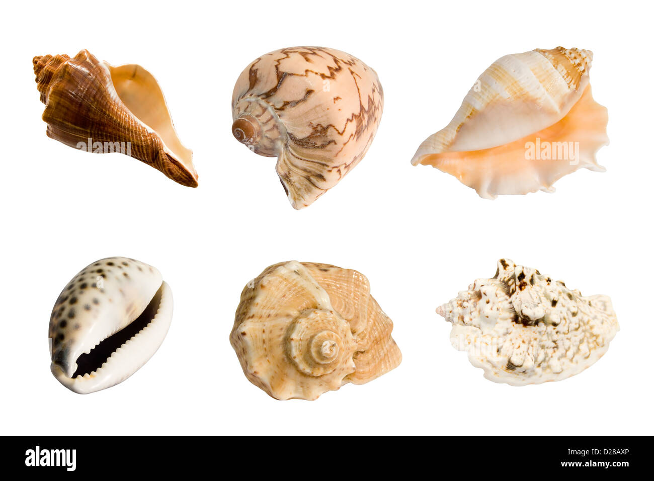 Sea shells. Collection of sea cockleshells isolated on a white ...
