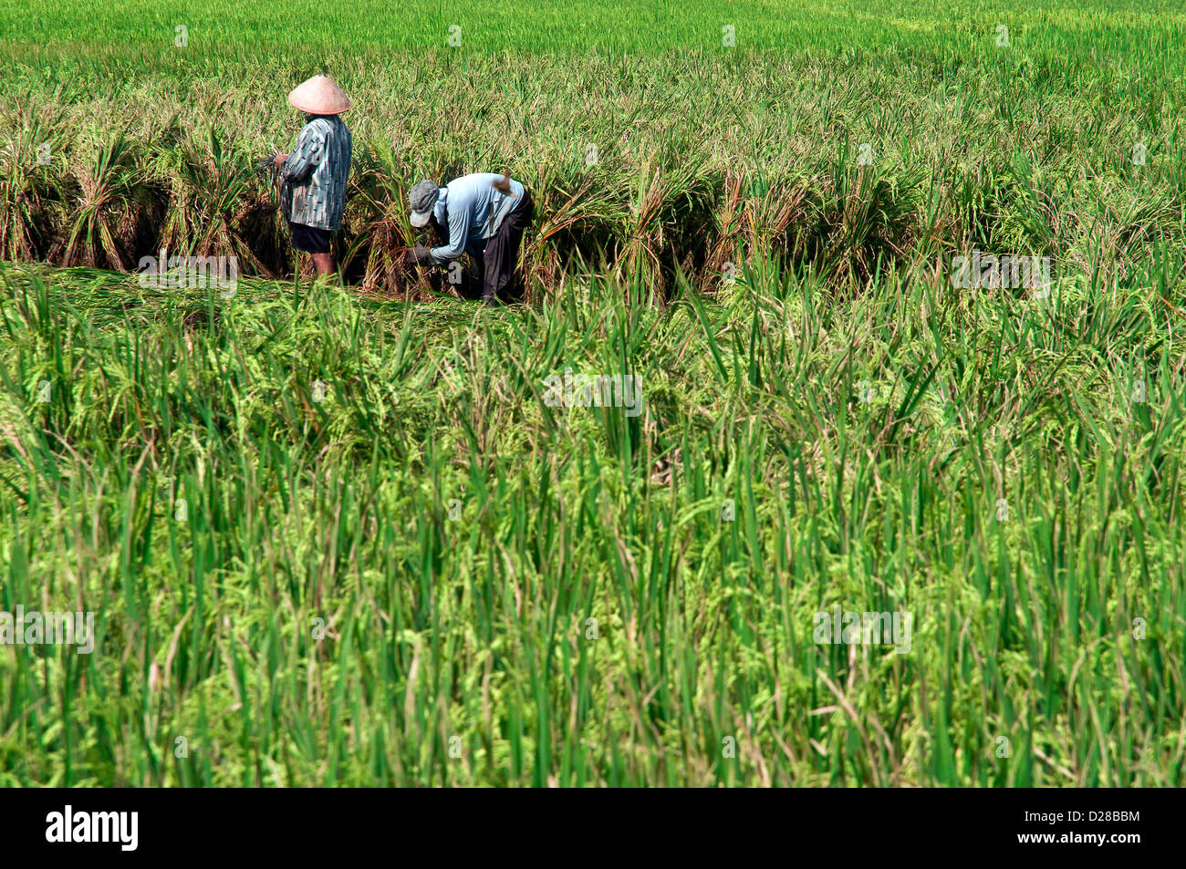 Gunung gede pangrango national park hi-res stock photography and images ...