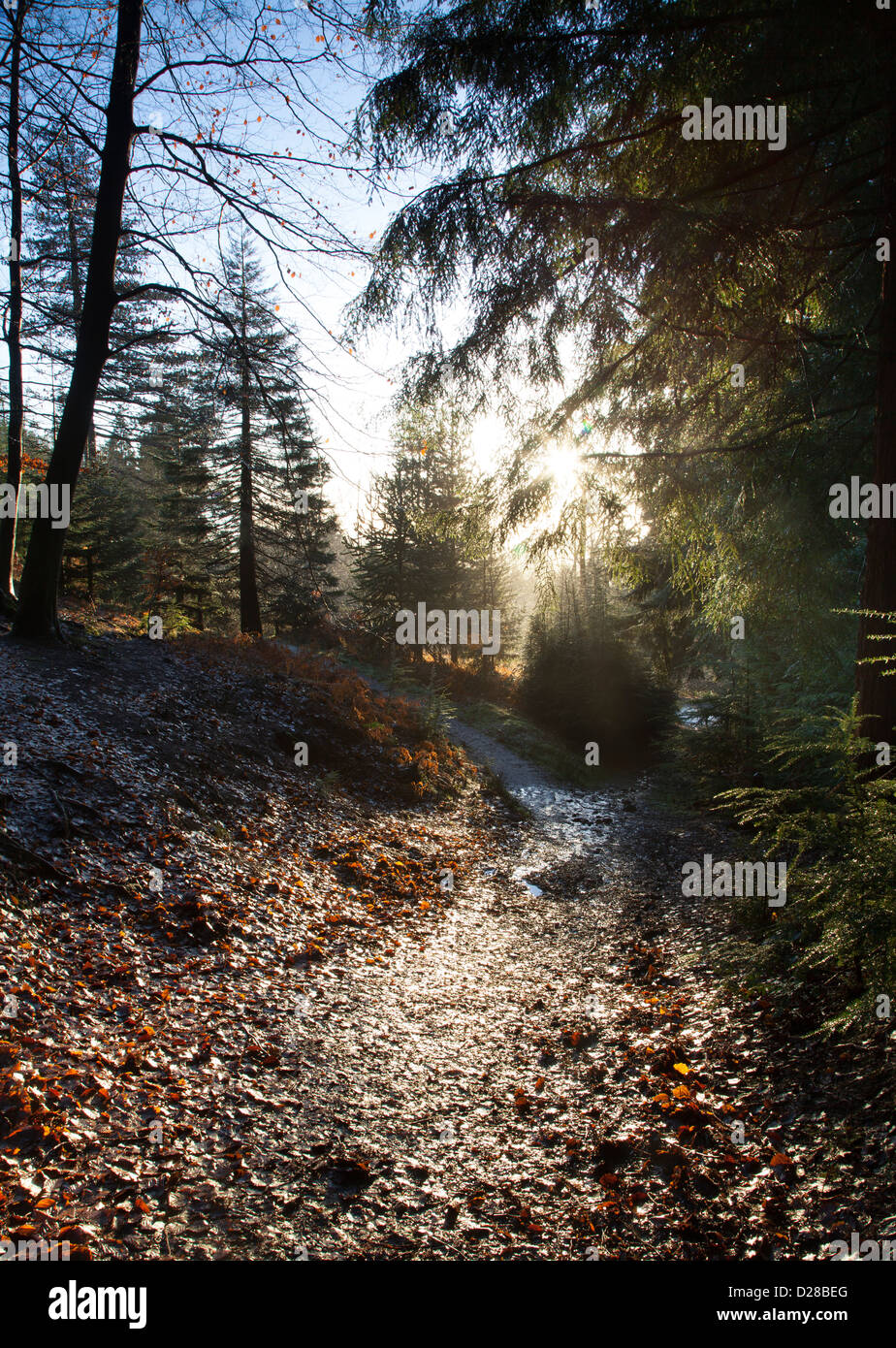 Forest Trail in the Surrey Hills Stock Photo - Alamy