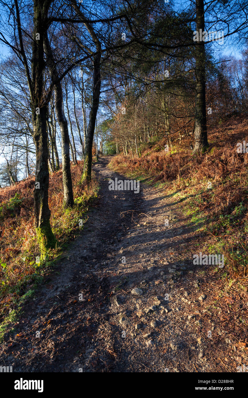 Forest Trail in the Surrey Hills Stock Photo - Alamy