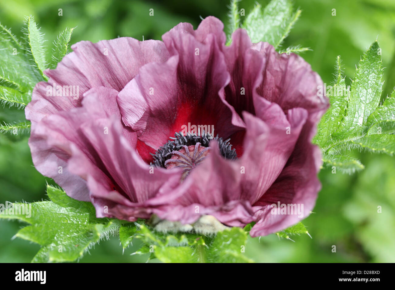Purple poppy flower macro image Stock Photo - Alamy