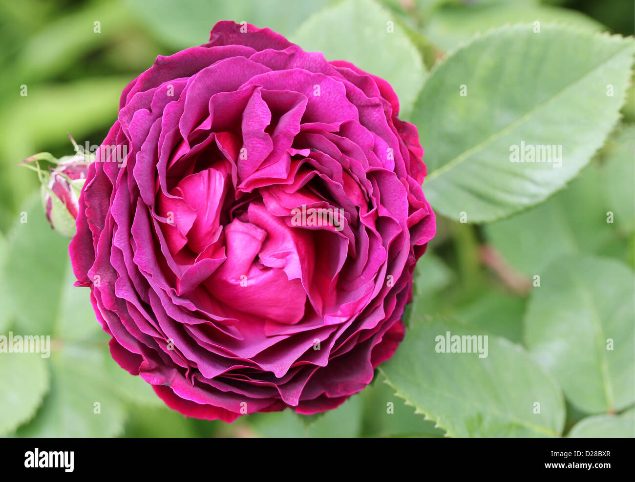 Petal structure hi-res stock photography and images - Alamy