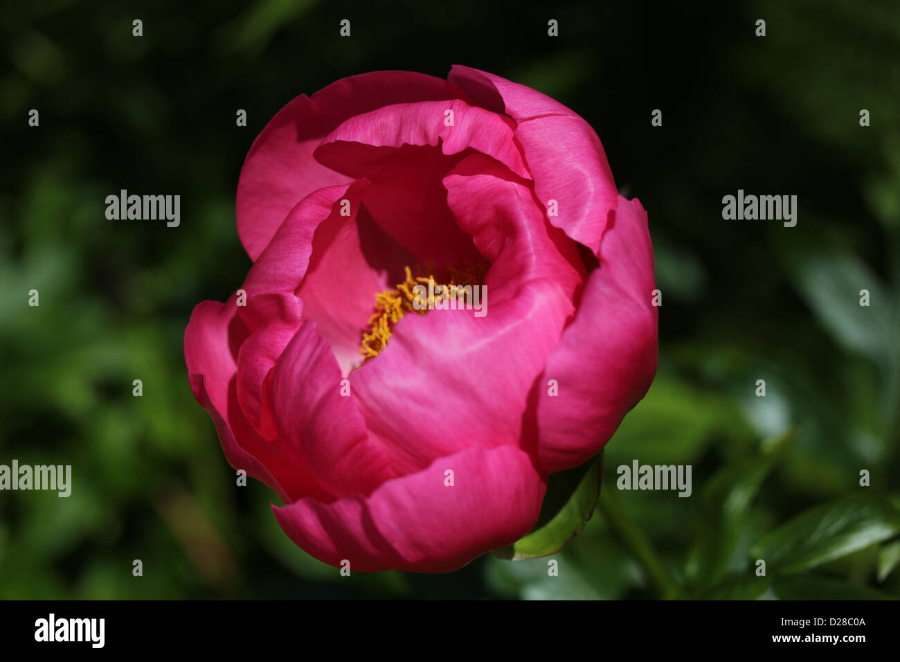 Pink flower part open Stock Photo - Alamy