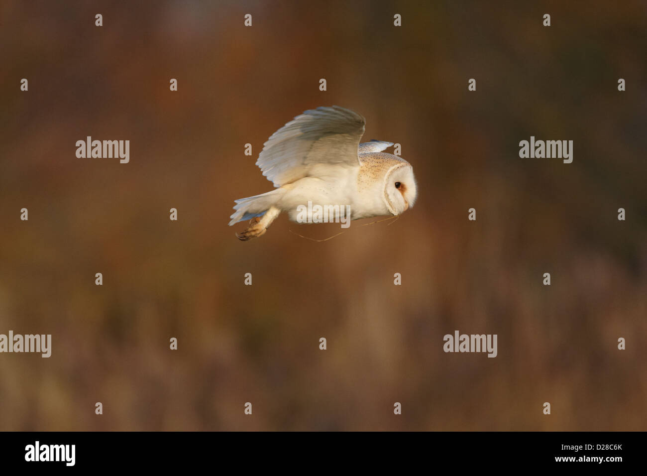 Juvenile barn owl in barn hi-res stock photography and images - Alamy