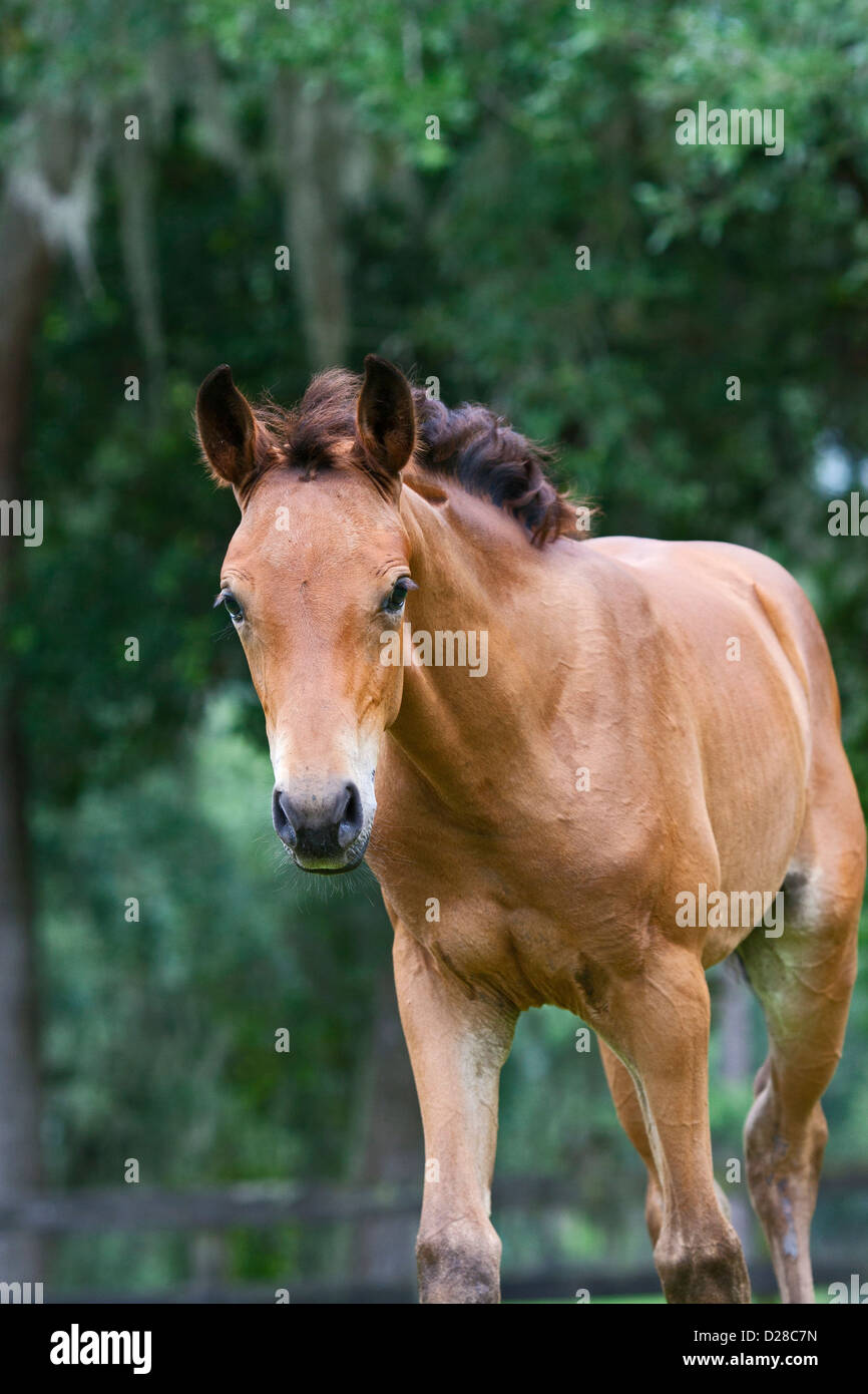 Bay quarter horse arabian cross foal hi-res stock photography and ...
