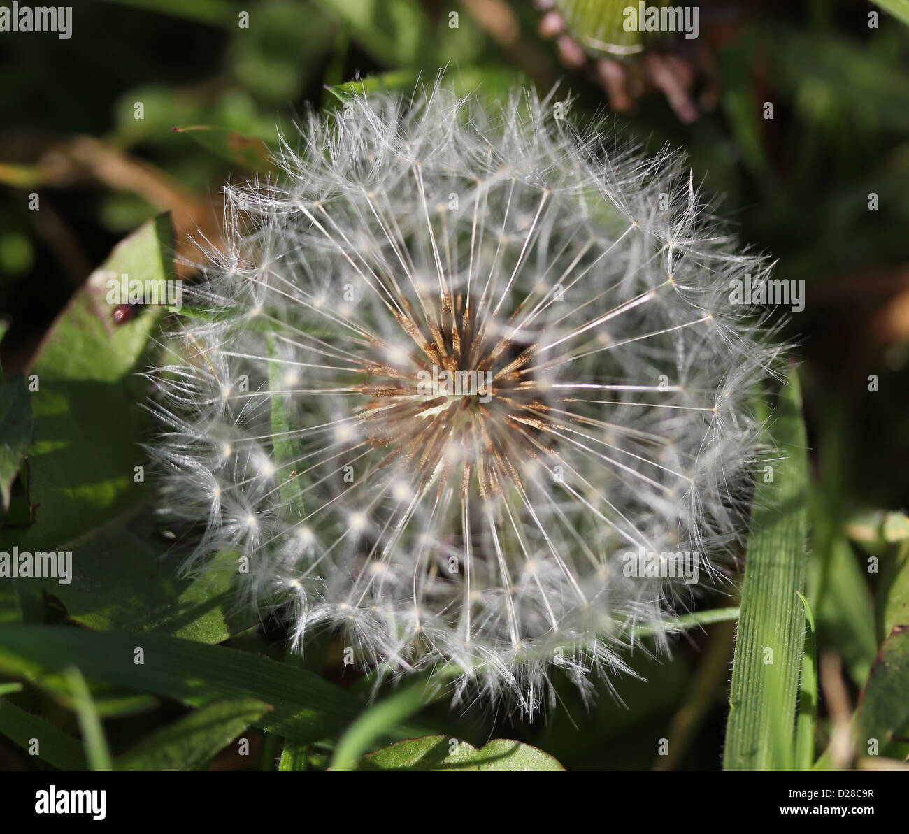 Puff clock hi-res stock photography and images - Alamy