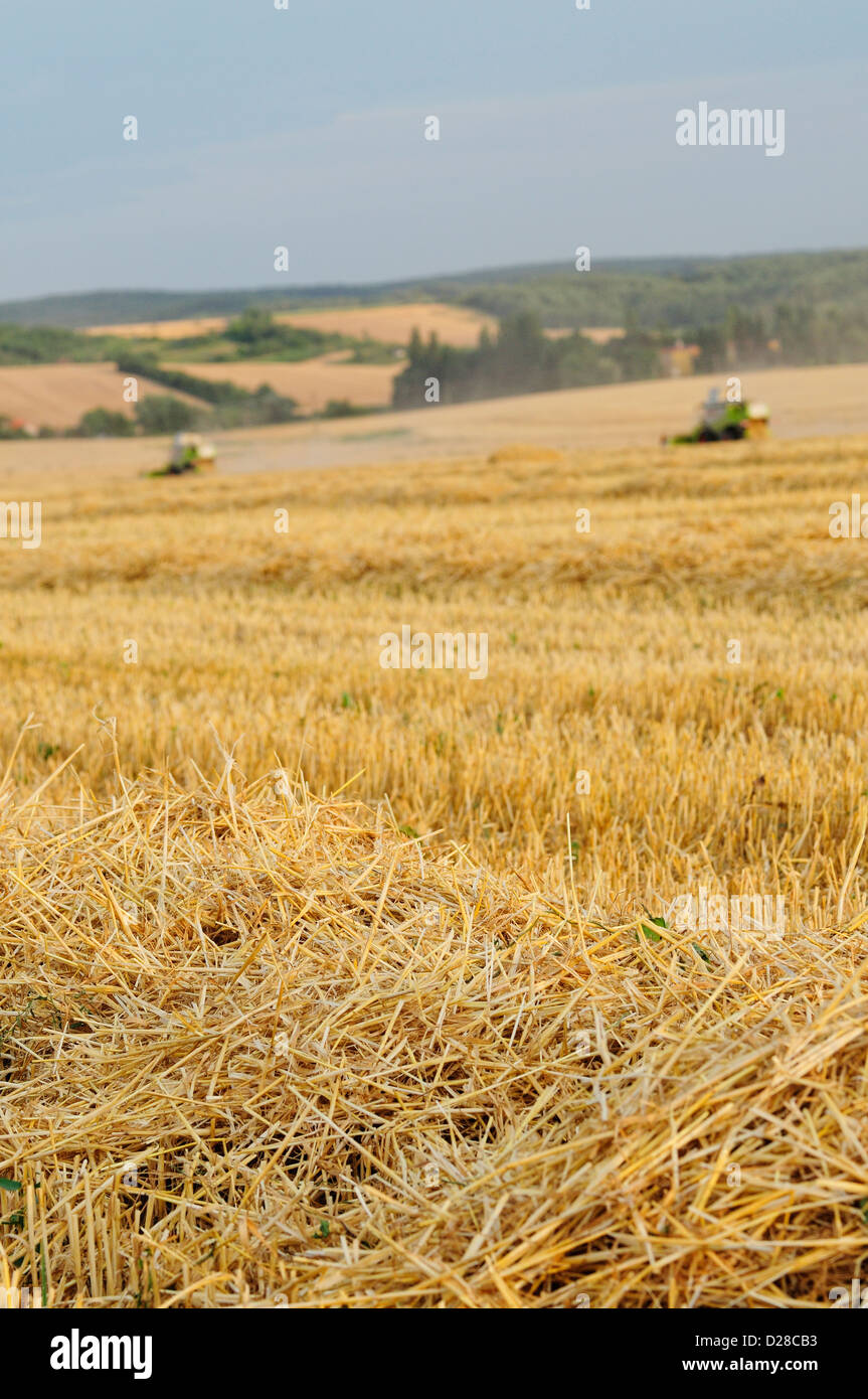 Combine harvesting wheat crops Stock Photo - Alamy